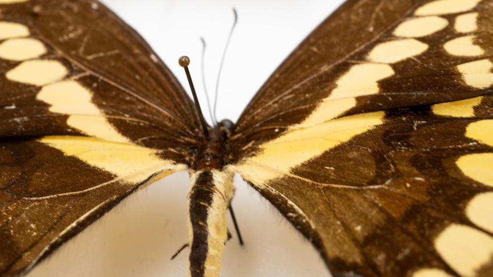 Hidden Gems: Frost Entomological Museum | Penn State University