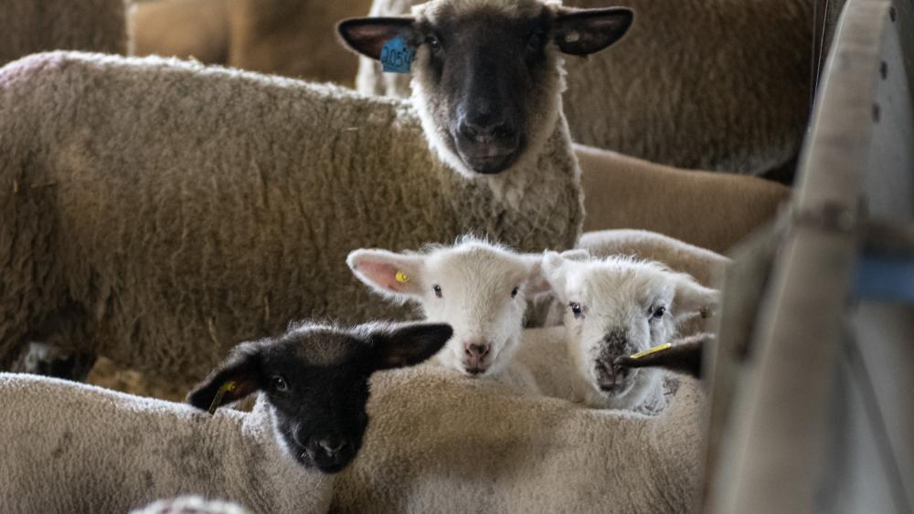 In like a lamb | Penn State University