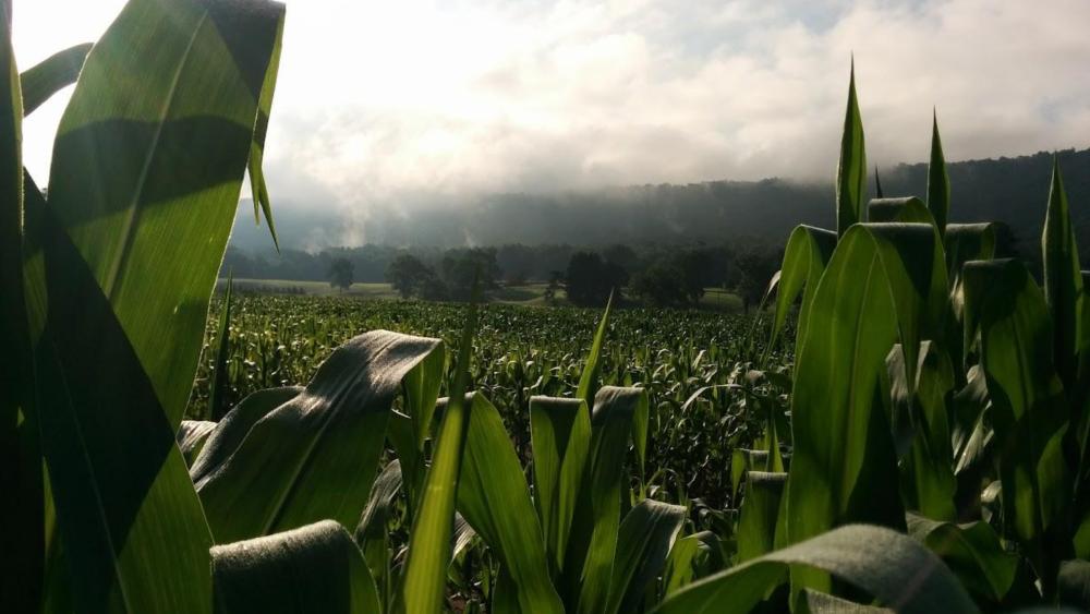 Novel method to measure root depth may lead to more resilient crops ...