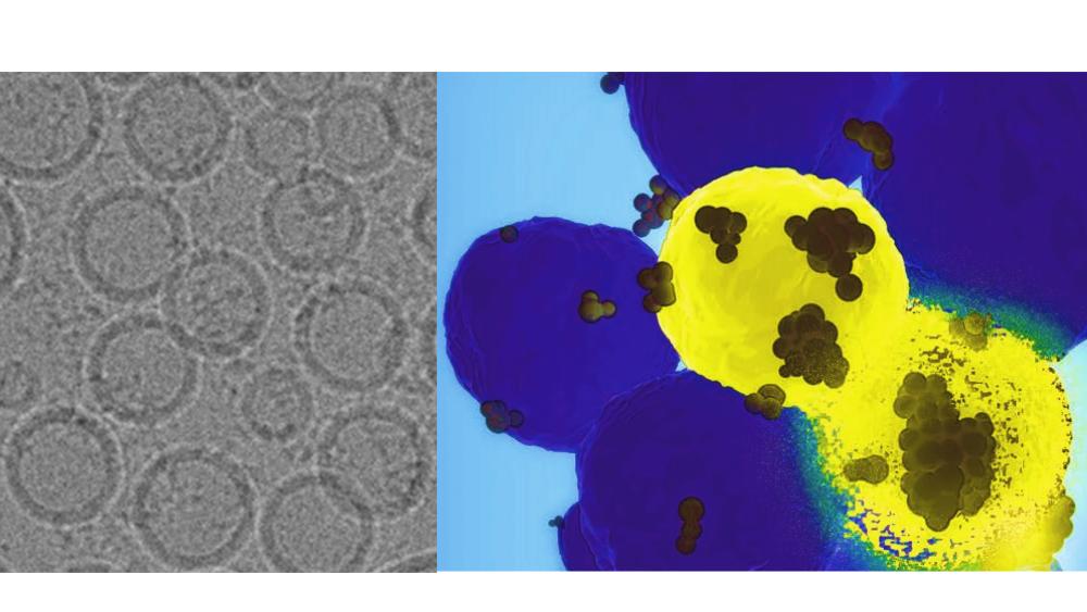GPS nanoparticle platform precisely delivers therapeutic payload to ...