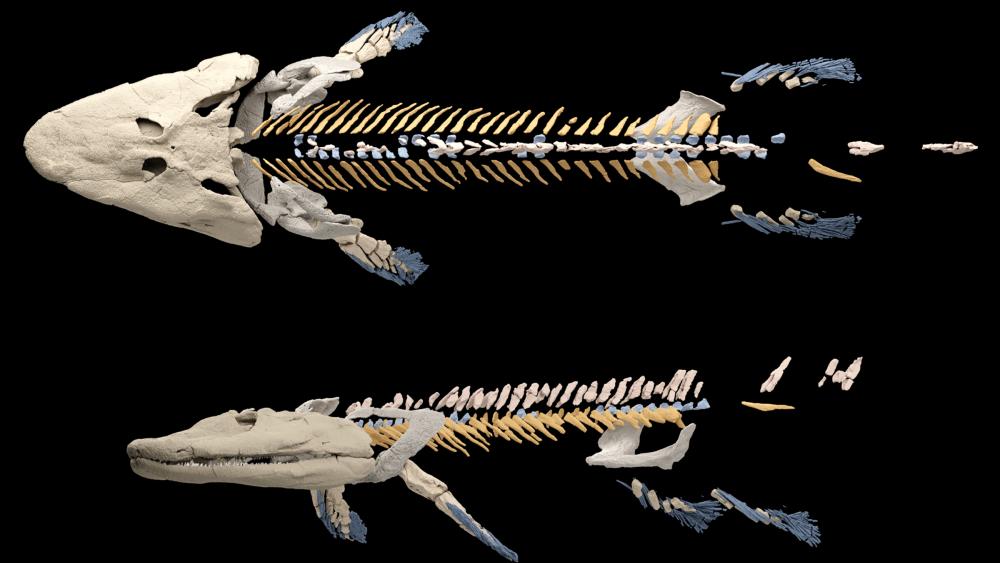 In the evolution of walking, the hip bone connected to the rib bones ...