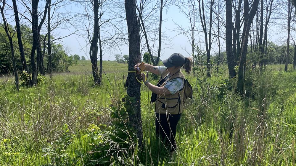 Young ash trees | The HuntingPA.com Outdoor Community