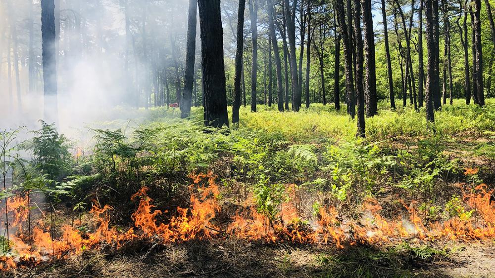 Pennsylvania private forest landowners value fire as tool to manage ...