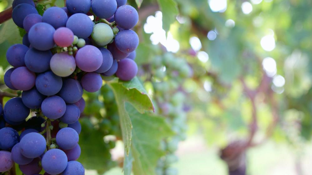 Heard it through the grapevine? New videos focus on clean plants | Penn ...