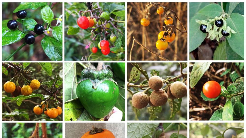 New tomato, potato family tree shows that fruit color and size evolved ...