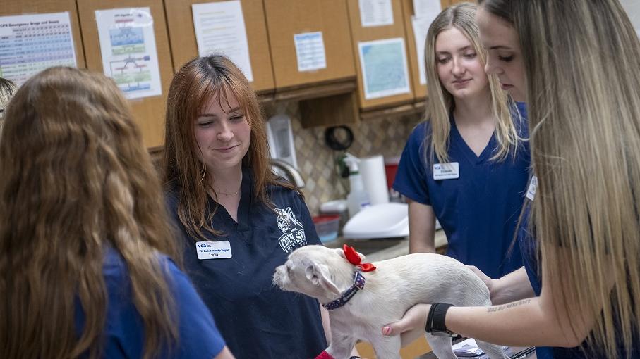 Summer internship gives pre-vet students real-world experience | Penn ...