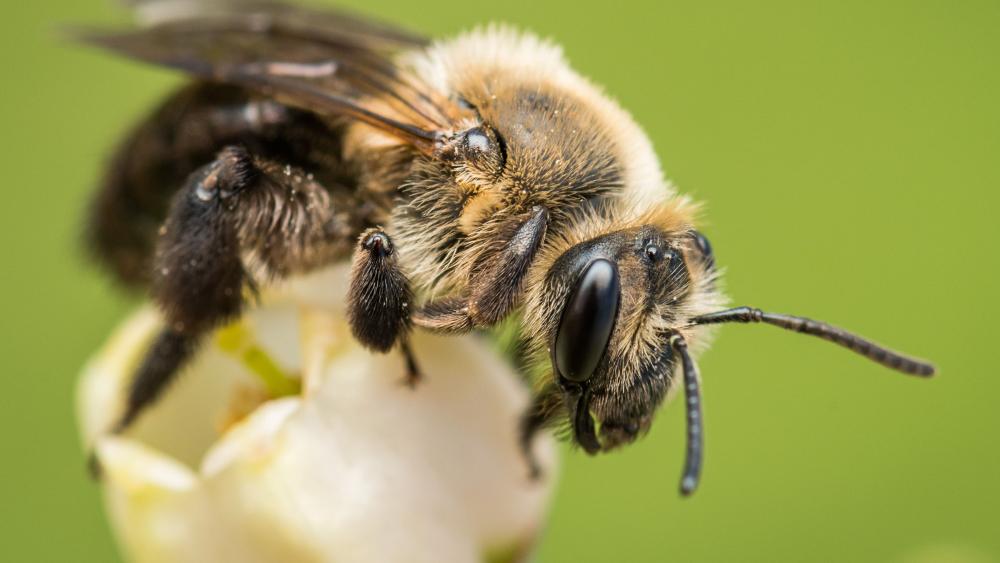 Volunteers record bee biodiversity and discover new species in ...