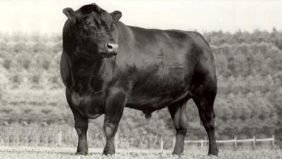 Penn State researchers receive USDA-NIFA grant to study male cattle ...