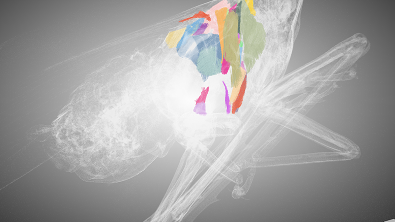 Researchers use CT scanning to study spotted lanternfly anatomy | Penn ...