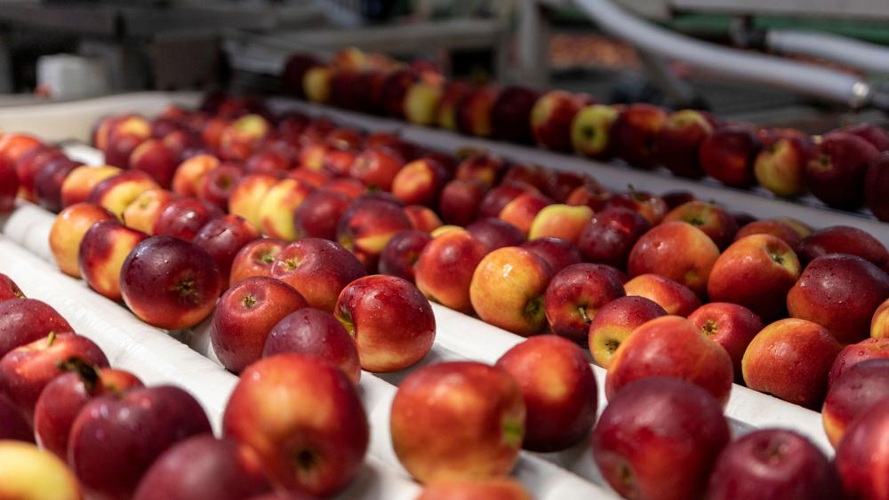 New online course focuses on food safety for apple packinghouses | Penn ...