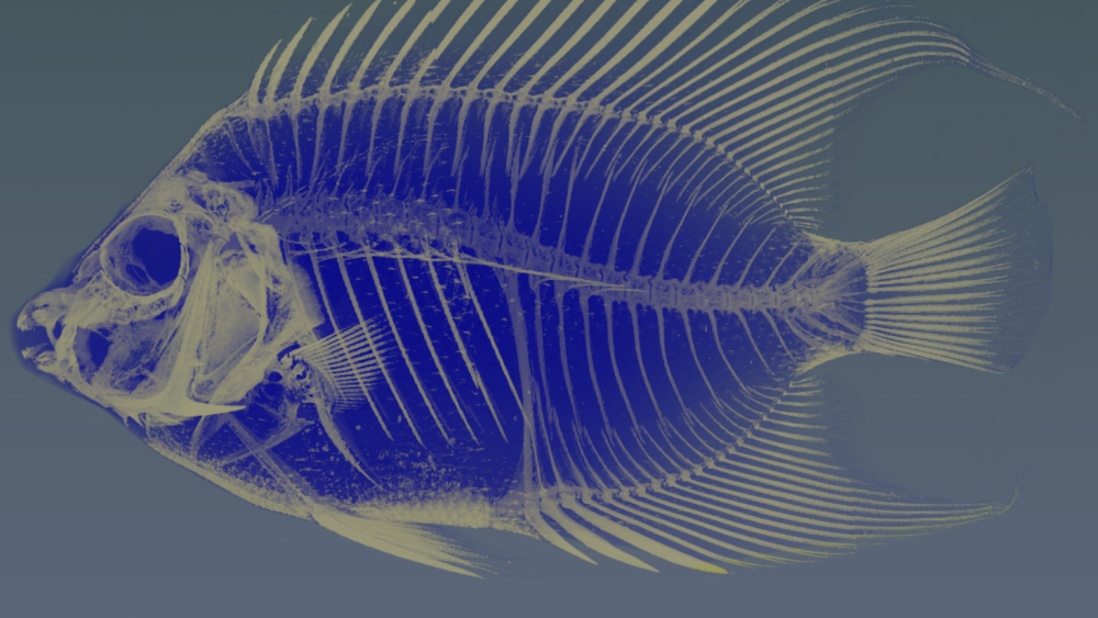 Revealing invisible educational opportunities through CT scanning ...