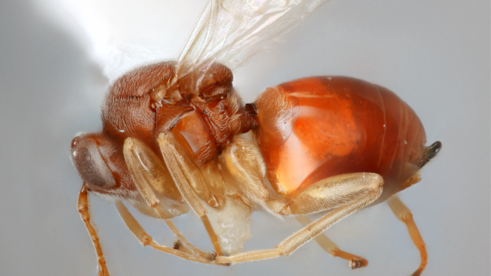 From Catwoman to Han Solo, newly discovered wasps named after famous ...
