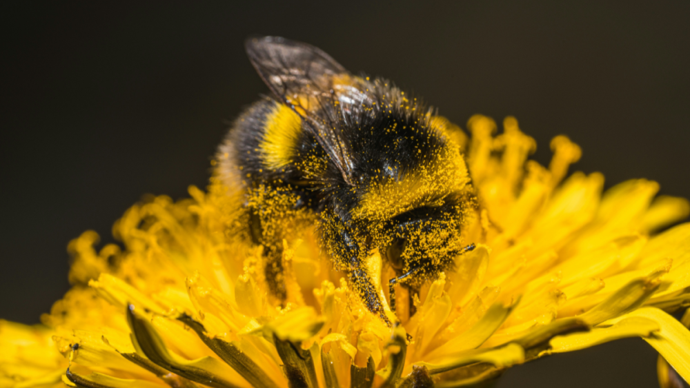 Adding fall blooming plants may help both managed and wild bees in ...