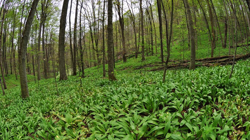 Better habitats for forest farming wild leeks could help future ...