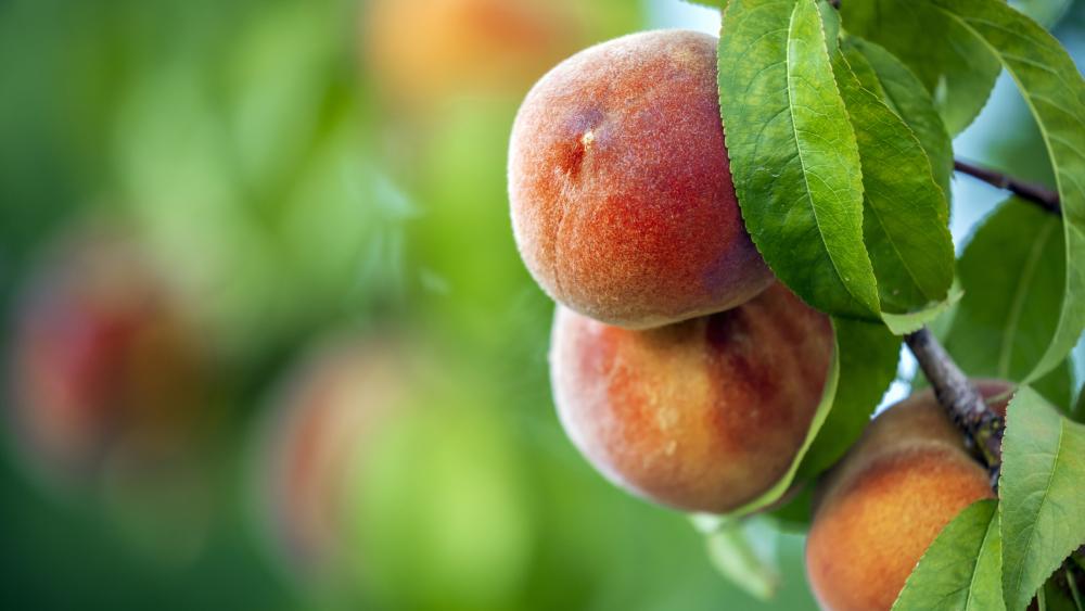 Peaches spread across North America through Indigenous networks | Penn ...
