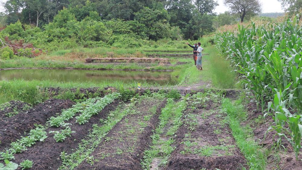 Researchers explore strategies to aid smallholder fish farmers in ...