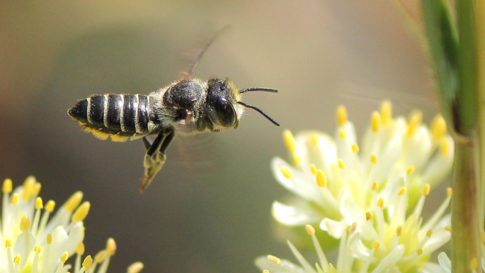 Quantity over quality? Different bees are attracted to different floral ...