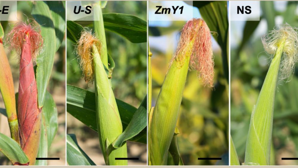 Select corn lines contain compounds that sicken, kill major crop pest ...