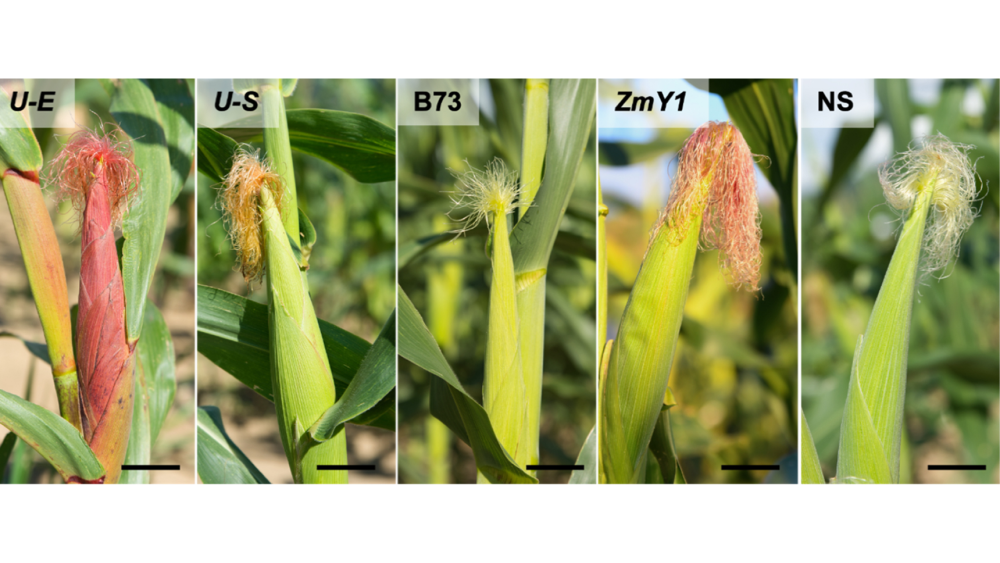 Select corn lines contain compounds that sicken, kill major crop pest ...