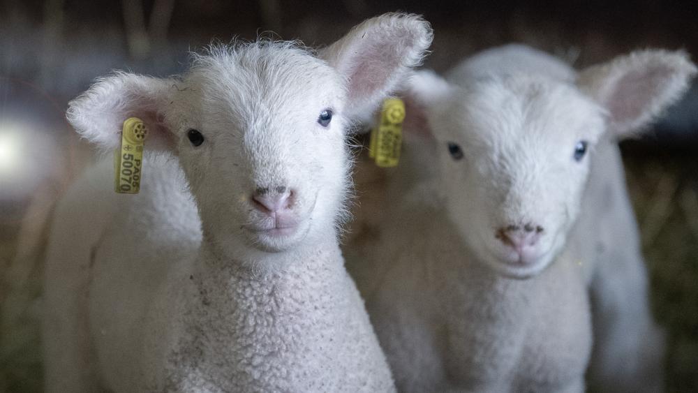 Lambing season | Penn State University