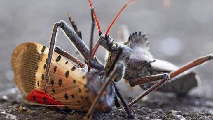 Natural insect predators may serve as allies in spotted lanternfly ...