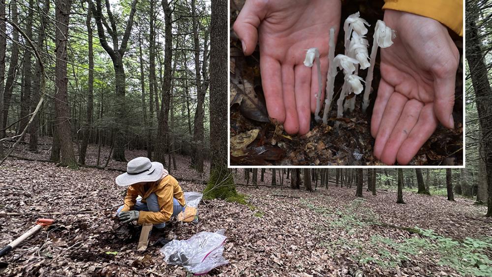 Traditional forest medicinal plant ghost pipe used differently today ...