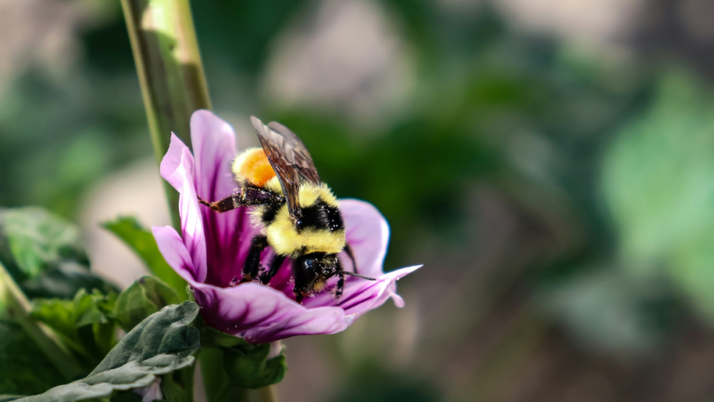Even sublethal insecticide dose may disrupt pollinator mating process ...