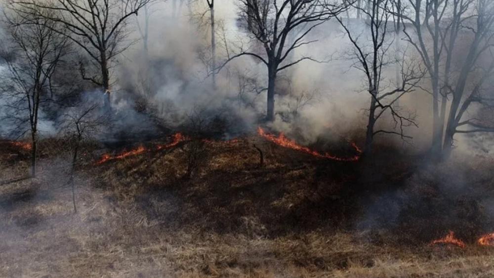 Cultural burning by Indigenous peoples increased oak in forests near ...