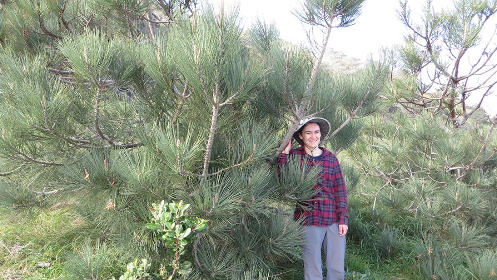 Isolated Torrey pine populations yield insights into genetic diversity ...