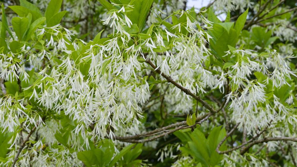 Master Watershed Stewards offer webinar ahead of native trees and ...