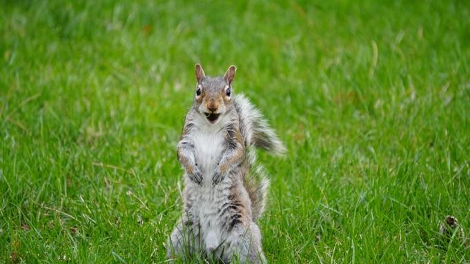 Social Life: Going nuts for Penn State's squirrels | Penn State University