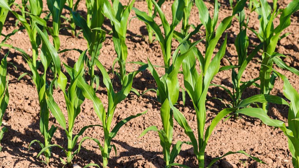 Corn root traits evolved with both human-driven, natural environmental ...