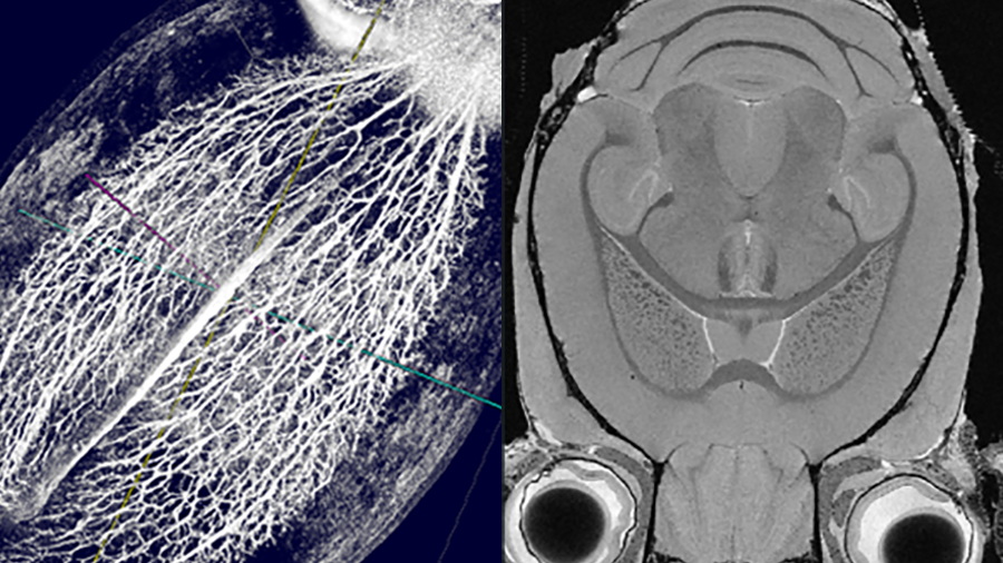 Huck launches new seed grant program to support research in MRI Core ...