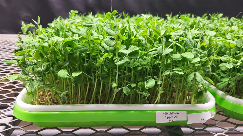Fine-tuning zinc supplementation, light exposure to boost microgreens ...