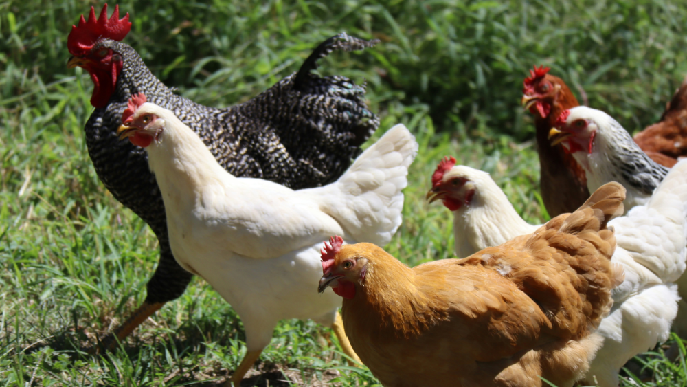Northern fowl mite treatment tested at Penn State receives FDA approval ...