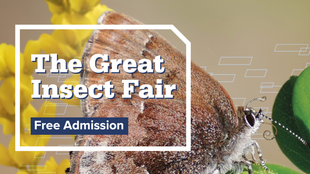 Explore the wonderful world of insects at Penn State’s Great Insect ...