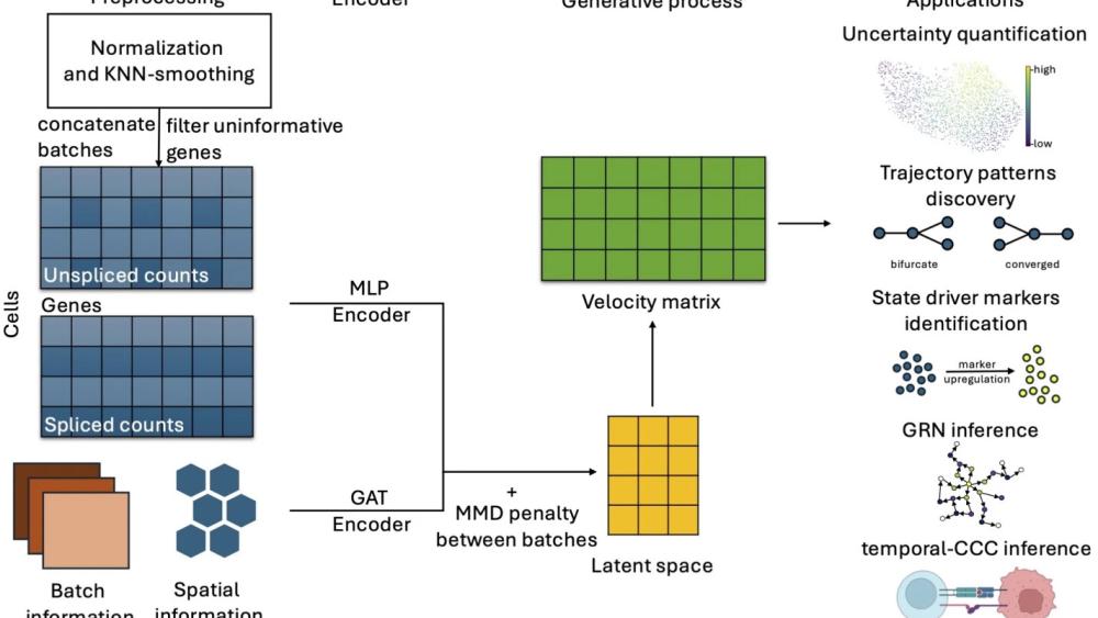 New method calculates rate of gene expression to understand cell fate ...