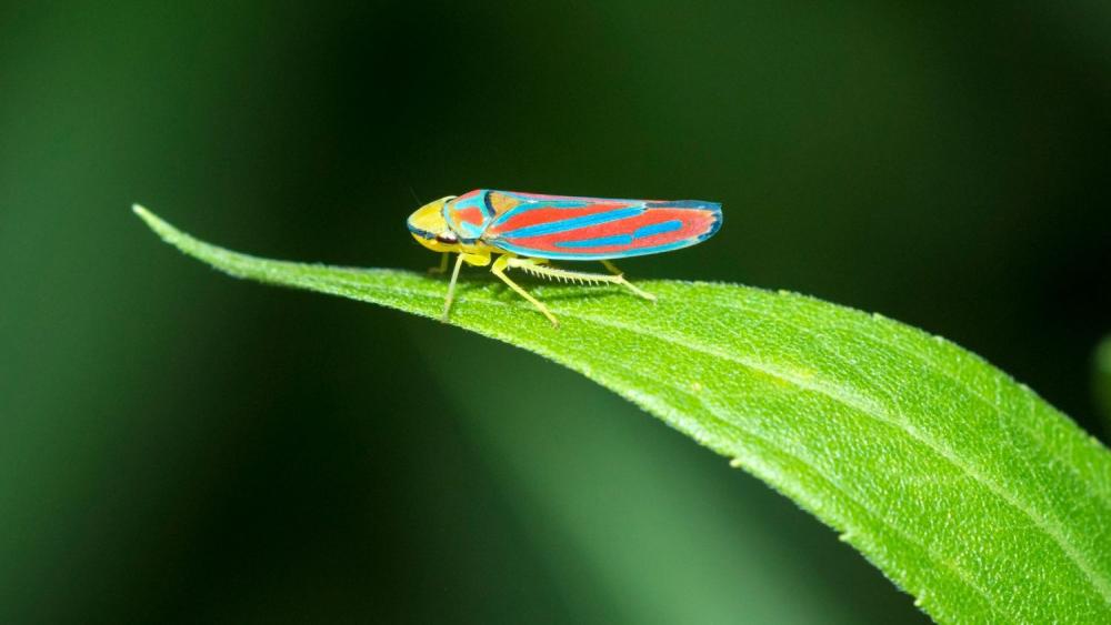 Backyard insect inspires large-scale invisibility particles production ...