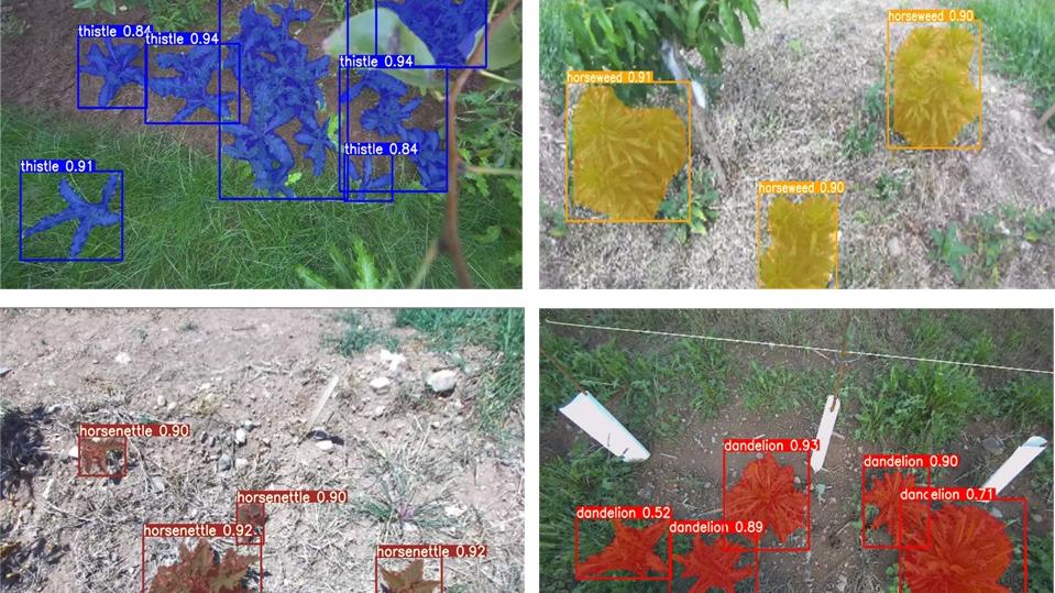 Eyes for an agricultural robot: AI system identifies weeds in apple ...