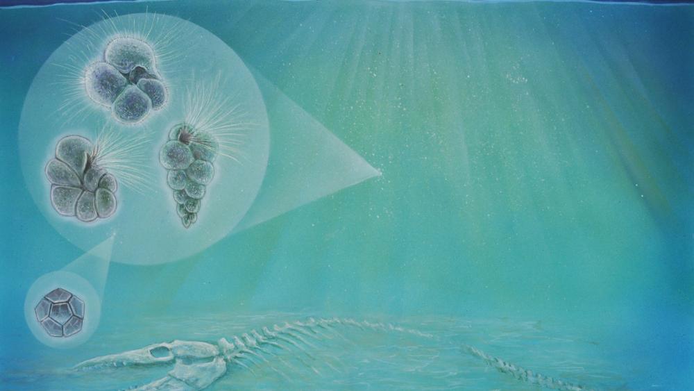 New species emerged faster than thought after dinosaur extinction ...