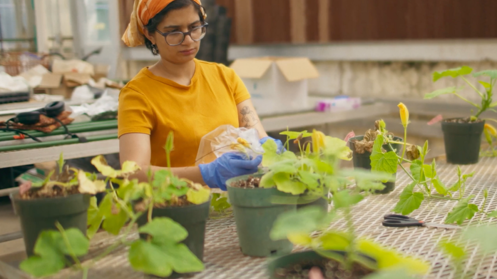 Domestication has changed the chemicals squash flowers use to attract ...