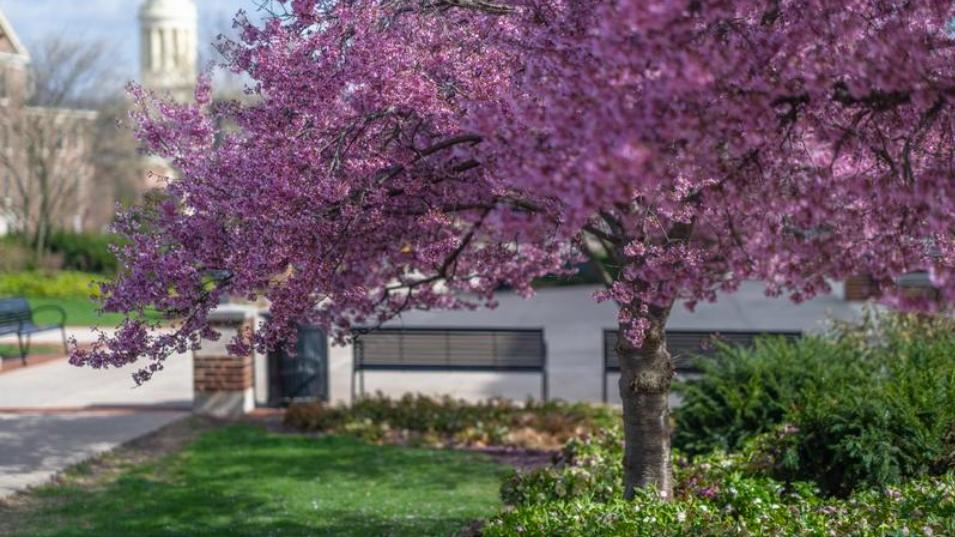 Photo contest: Share your best picture of Penn State in spring | Penn ...