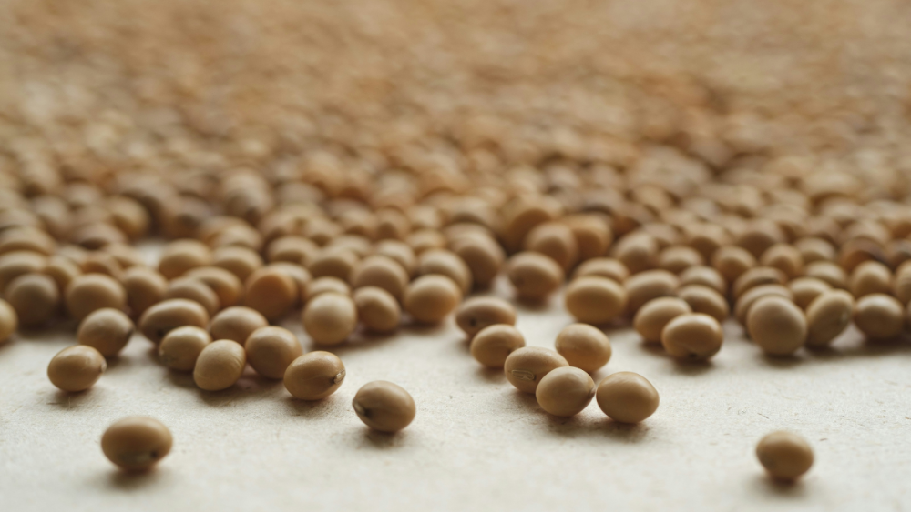 Common protective soybean seed treatment may not increase profitability ...