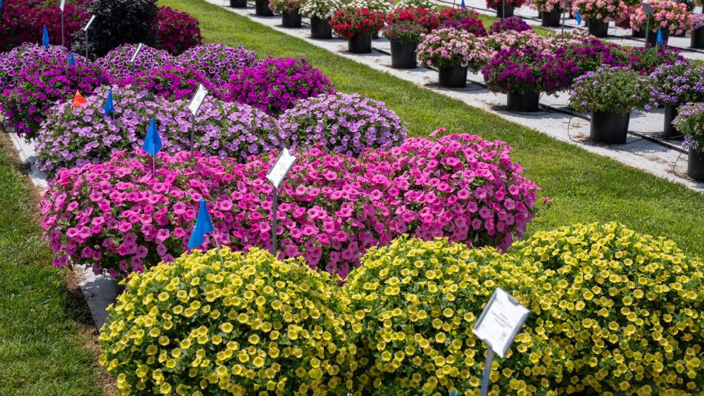 Still in bloom: Penn State Flower Trials mark 90 years | Penn State ...