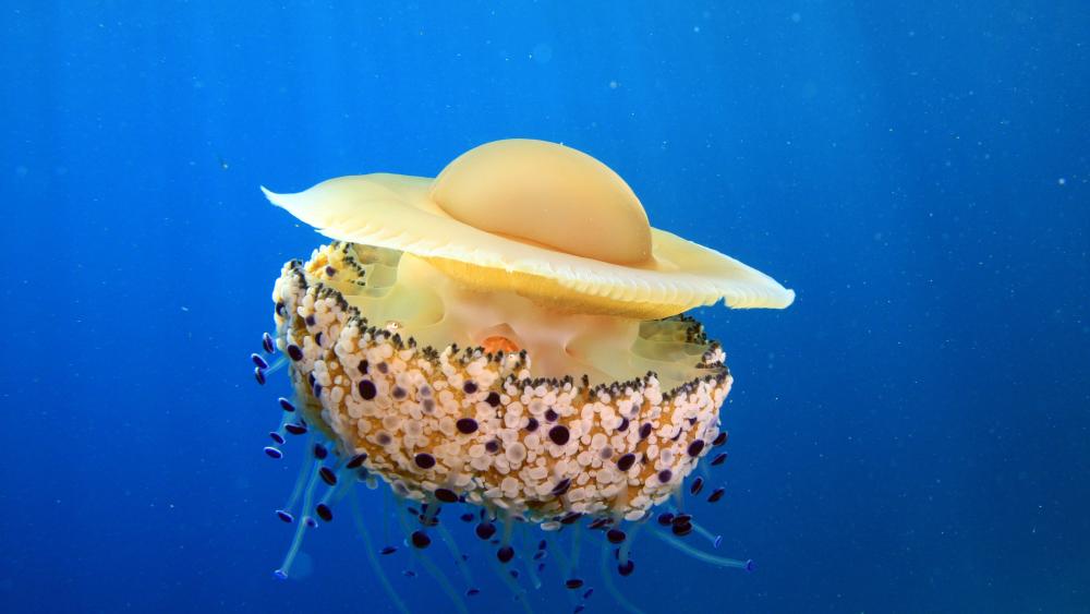 Scientists resurrect 'forgotten' genus of algae living in marine ...