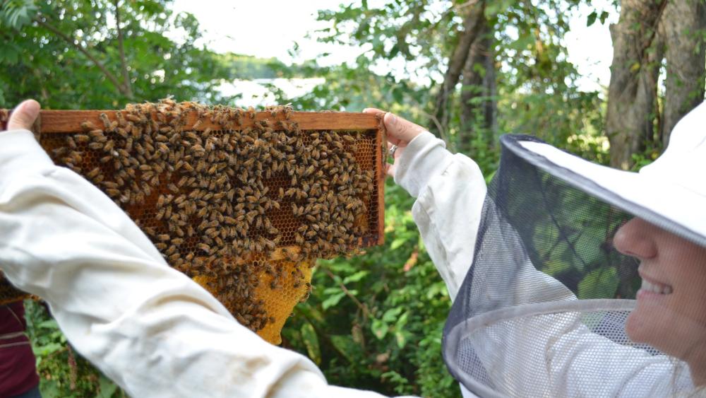 Penn State Beekeepers Club fosters importance of honey bees | Penn ...