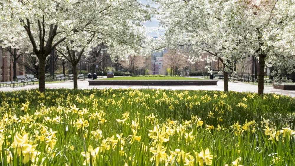 Nominations now being accepted for the Rosemary Schraer Mentoring Award ...