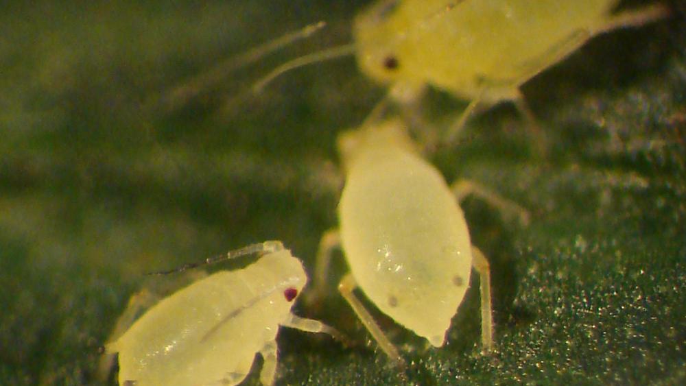 Free insect identification and soil health workshop set for Aug. 5 ...