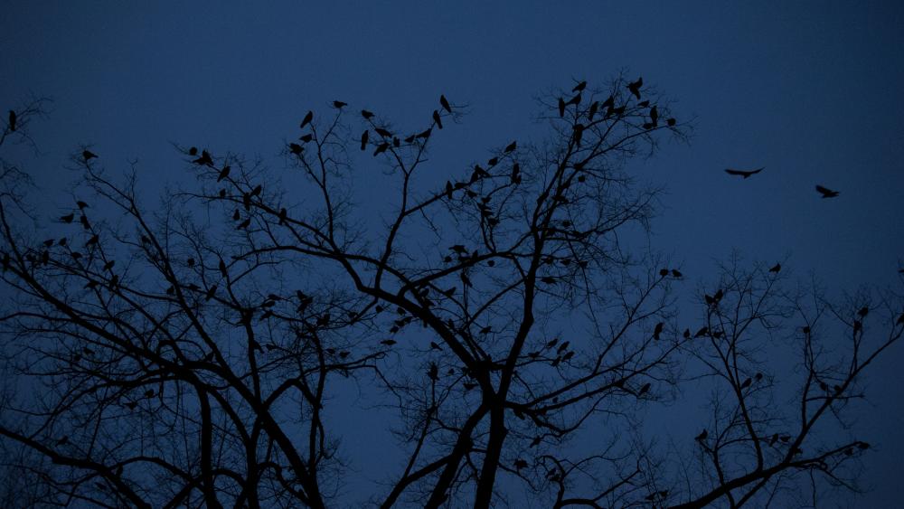 Crow relocation underway | Penn State University