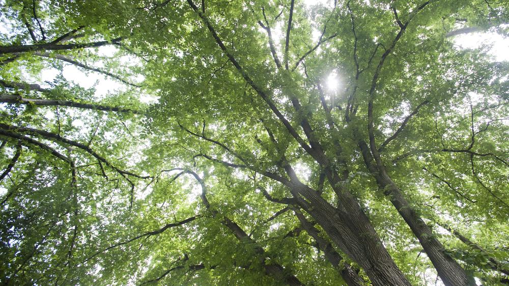 University Park elm trees to be sprayed beginning July 14 | Penn State ...